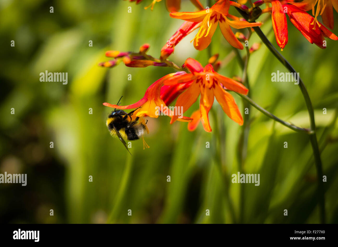 Bubble bee hi-res stock photography and images - Alamy