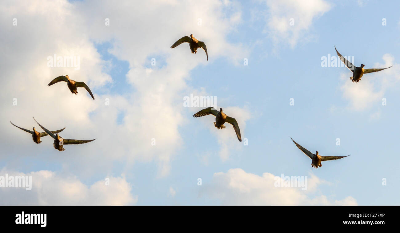 Birds flying formation hi-res stock photography and images - Alamy