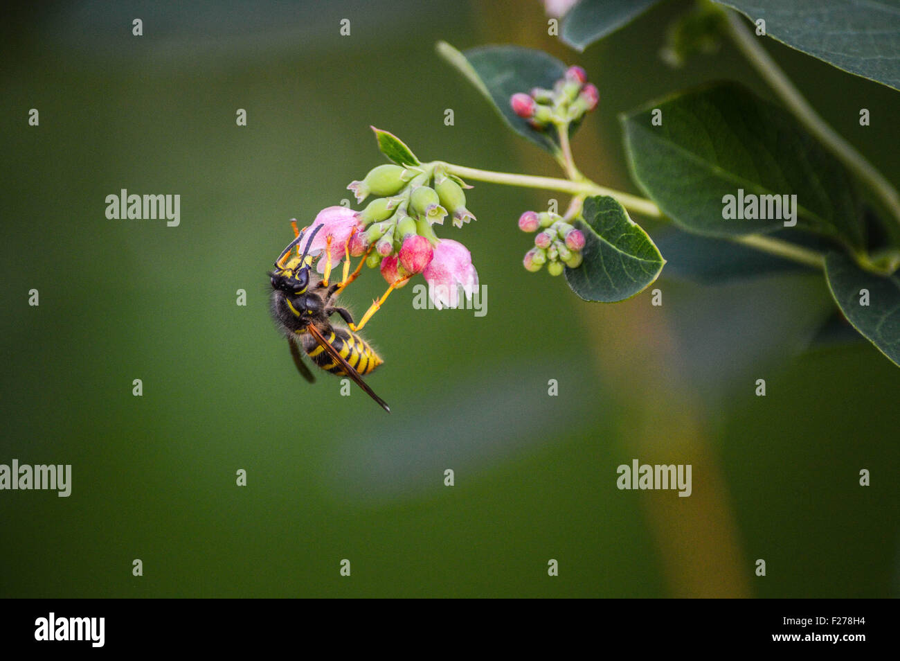 Stinging wasp hi-res stock photography and images - Alamy