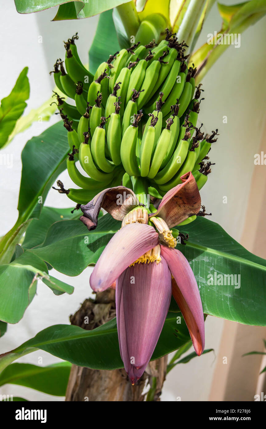 Banana tree yellow hi-res stock photography and images - Alamy