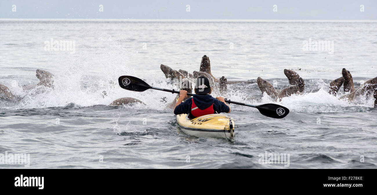 Frederick sound alaska kayak hi-res stock photography and images - Alamy