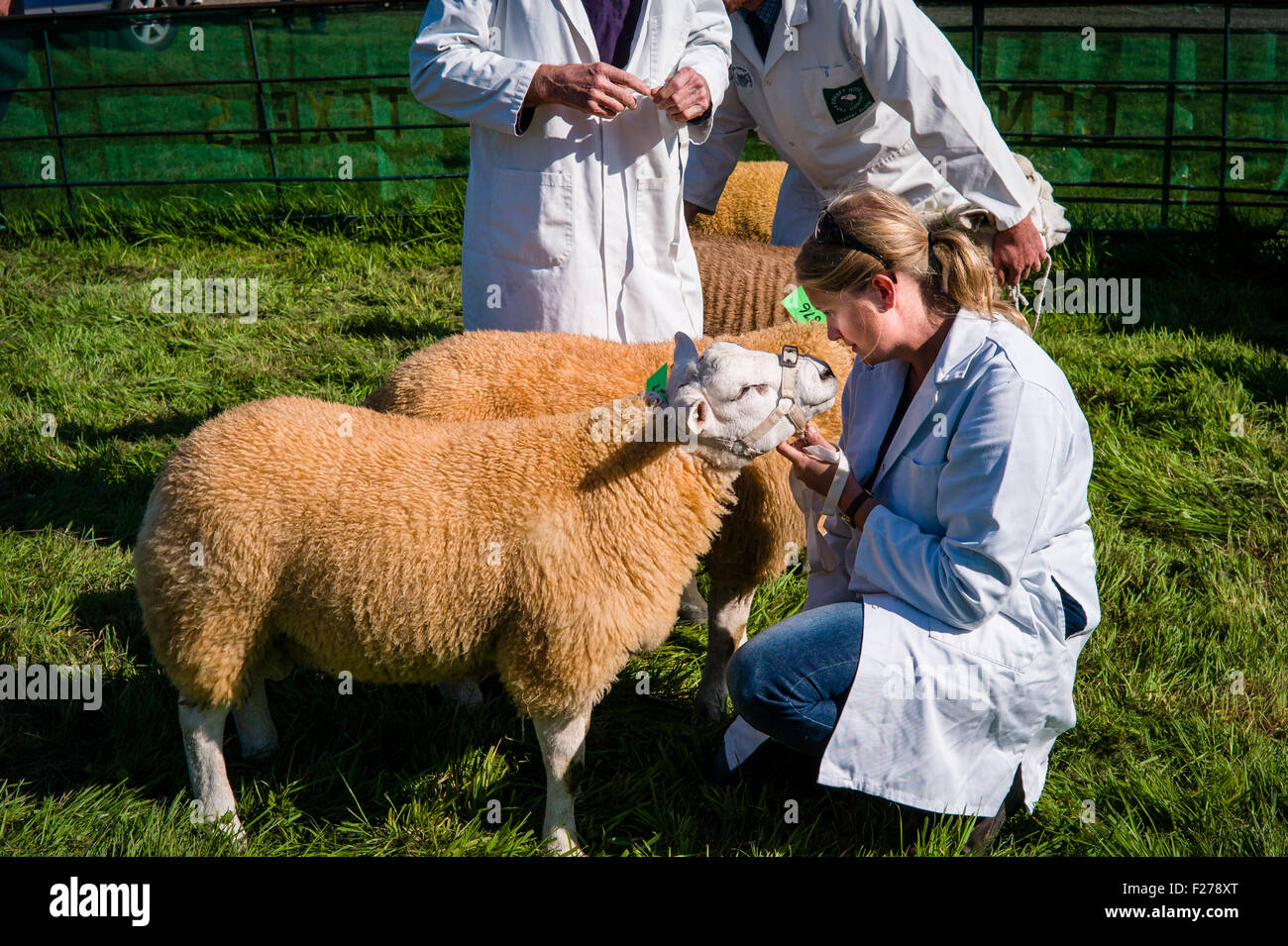 A traditional sheep sale is held in the ancient market town of Wilton ...