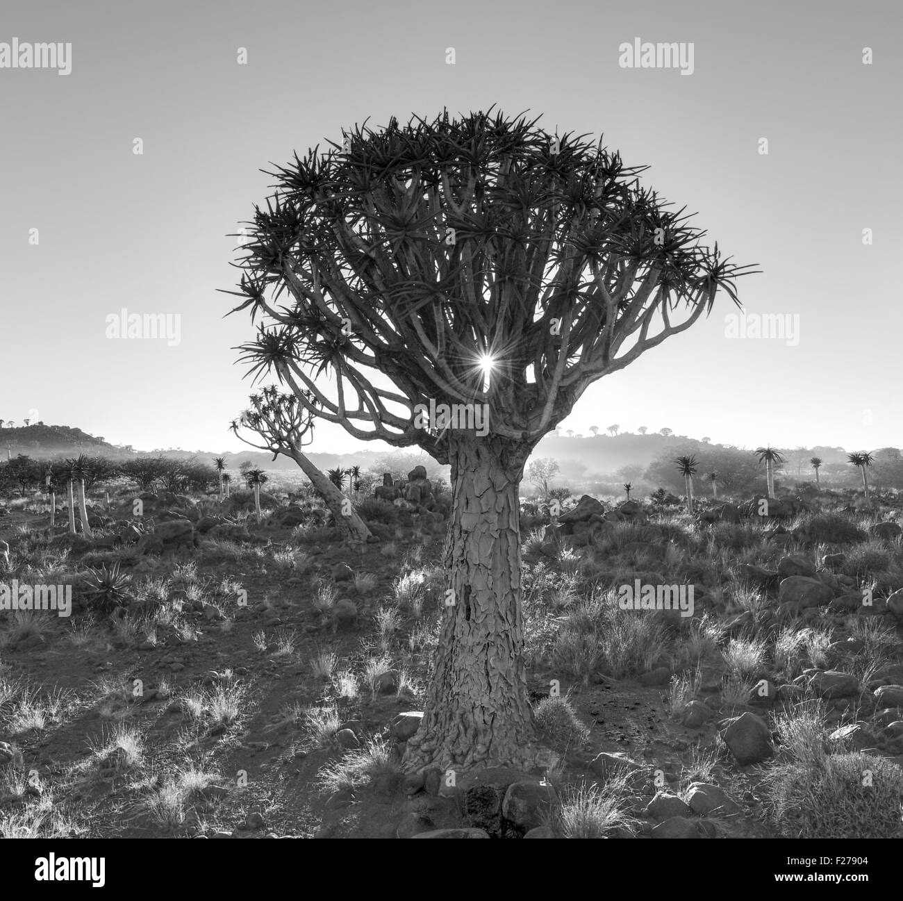 Quiver tree namibia Black and White Stock Photos & Images - Alamy