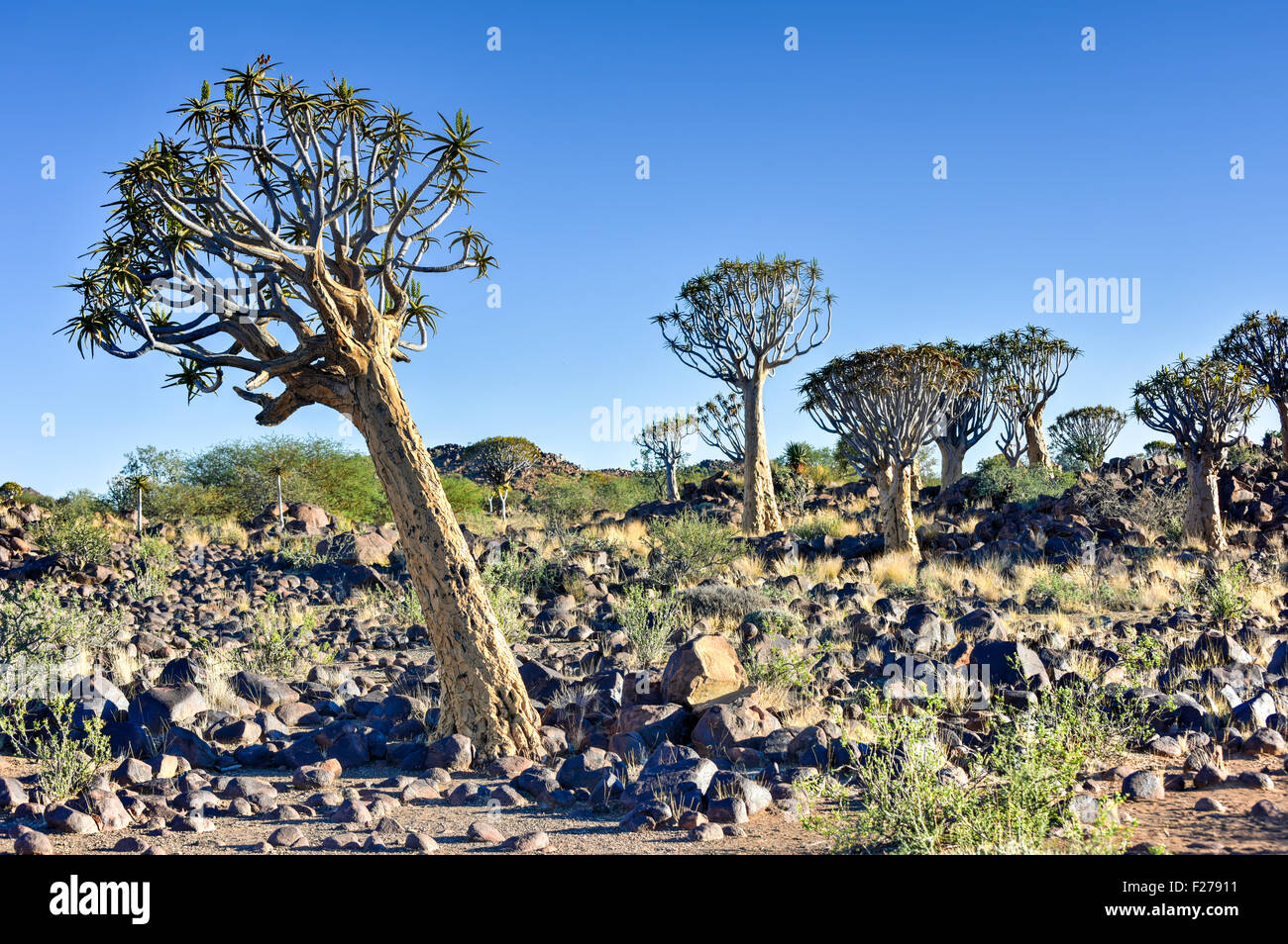Quiver Tree Forest outside of Keetmanshoop, Namibia at dawn Stock Photo ...