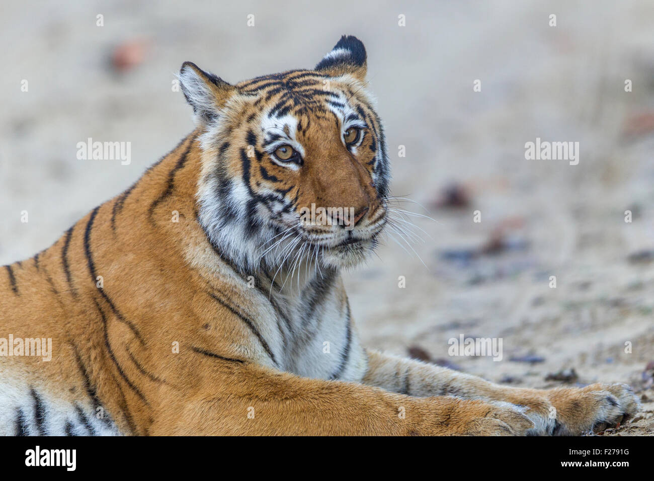 Bijrani Tigress Portrait at Jim Corbett National Park, India ...