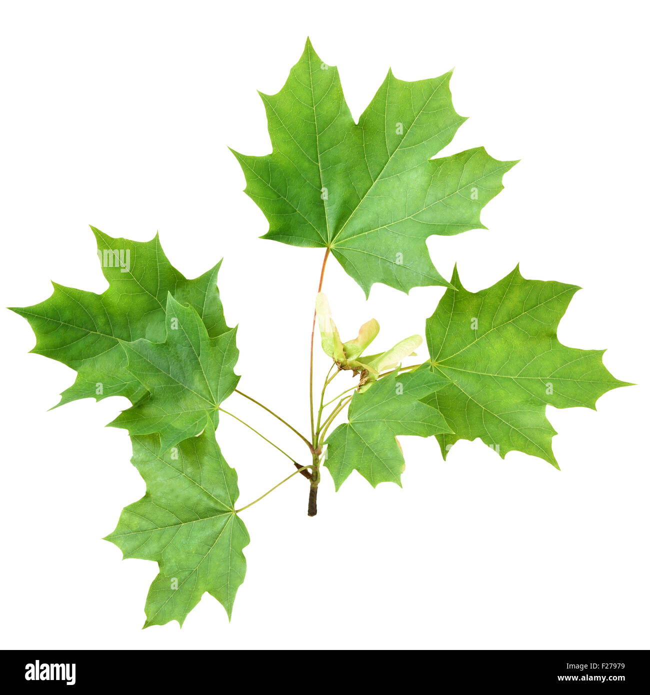 Maple tree seed Cut Out Stock Images & Pictures - Alamy
