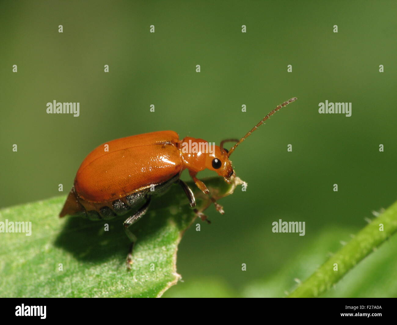 leaf beetle in natural habitat Stock Photo - Alamy