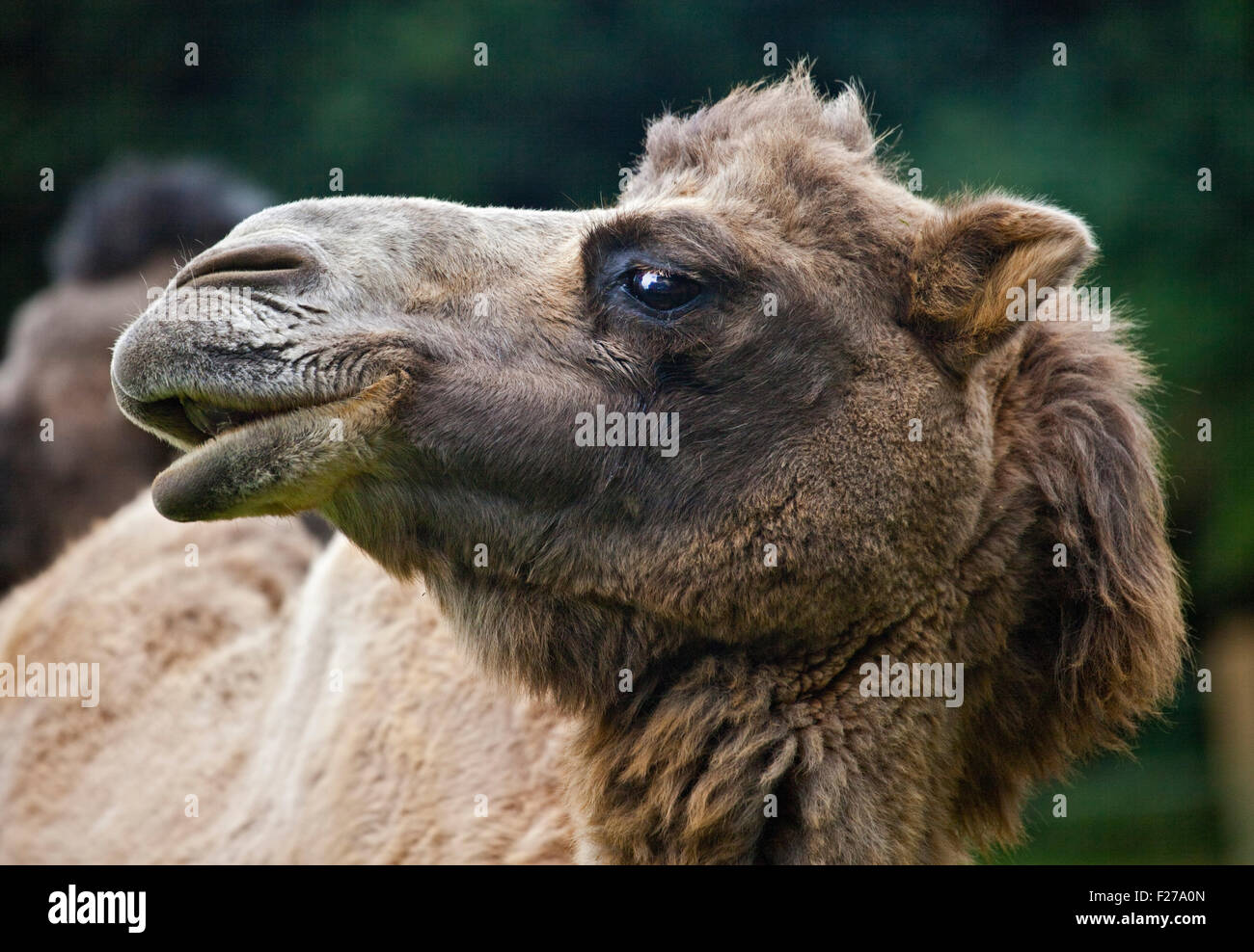 Bactrianus hi-res stock photography and images - Alamy