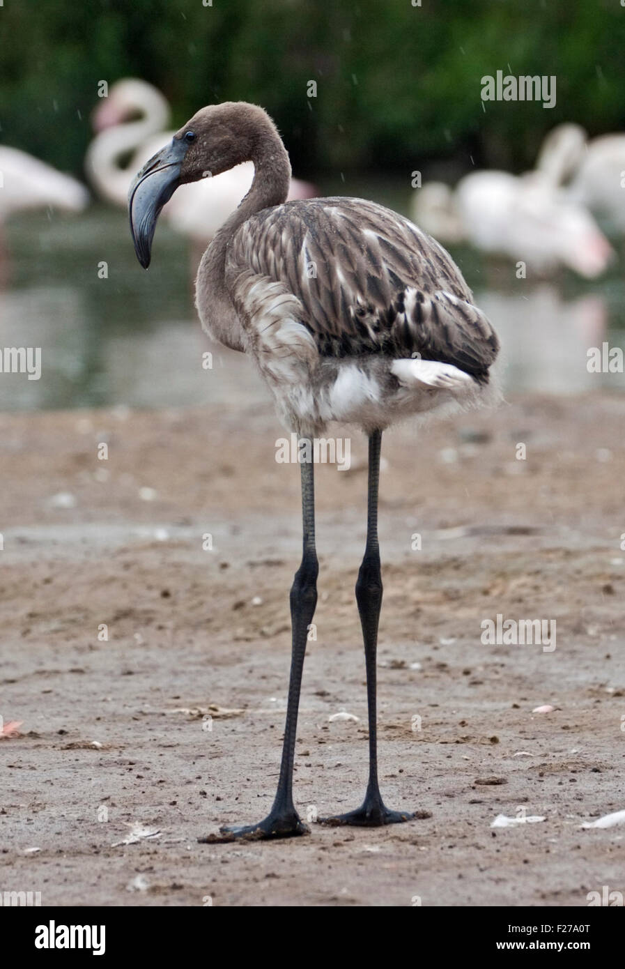 Juvenile Greater Flamingo (phoenicopterus roseus Stock Photo - Alamy