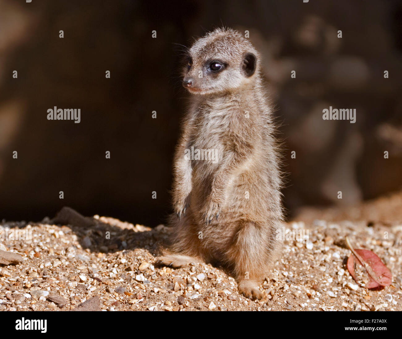 Baby Slender Tailed Meerkat (suricata suricatta Stock Photo - Alamy