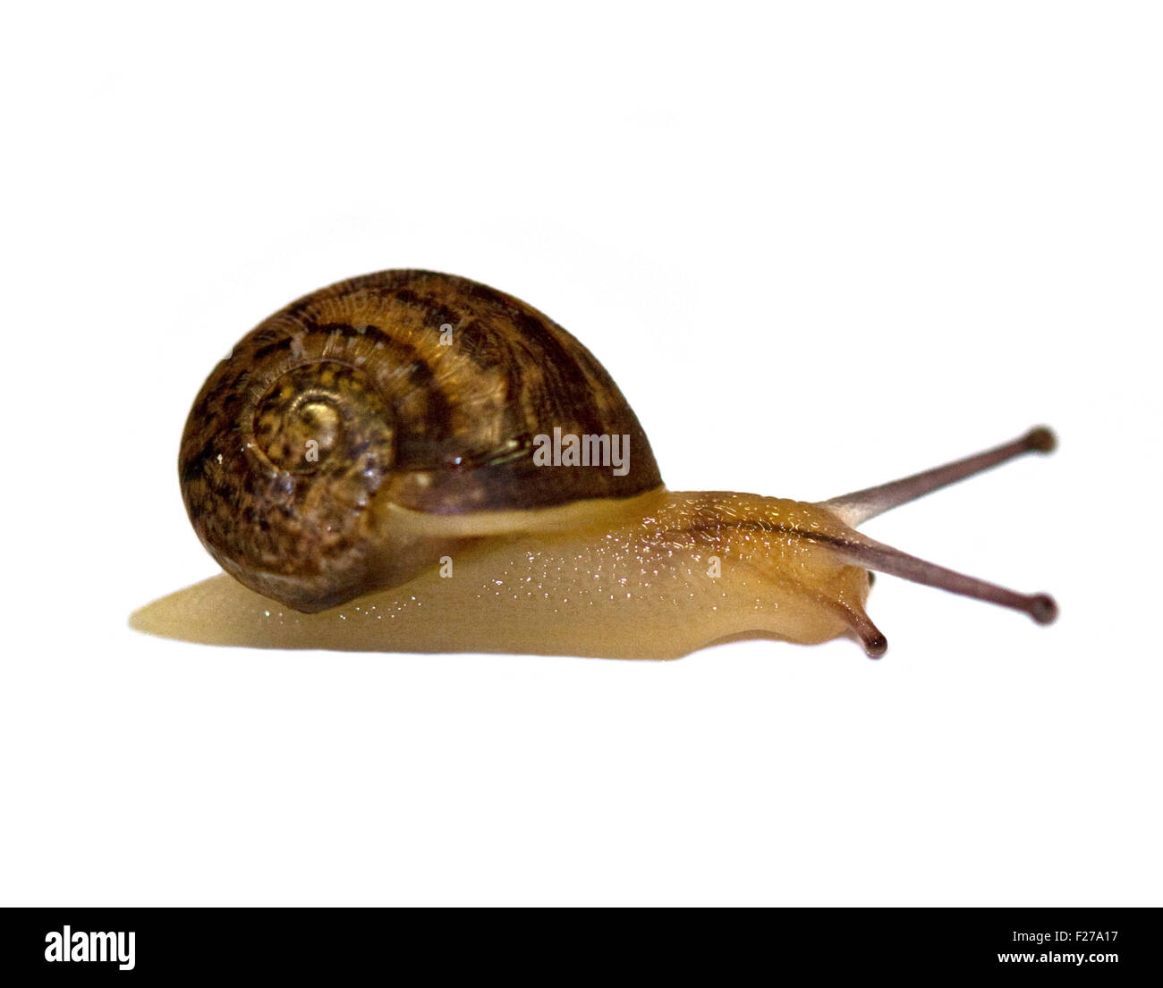 Baby common snail Cut Out Stock Images & Pictures - Alamy