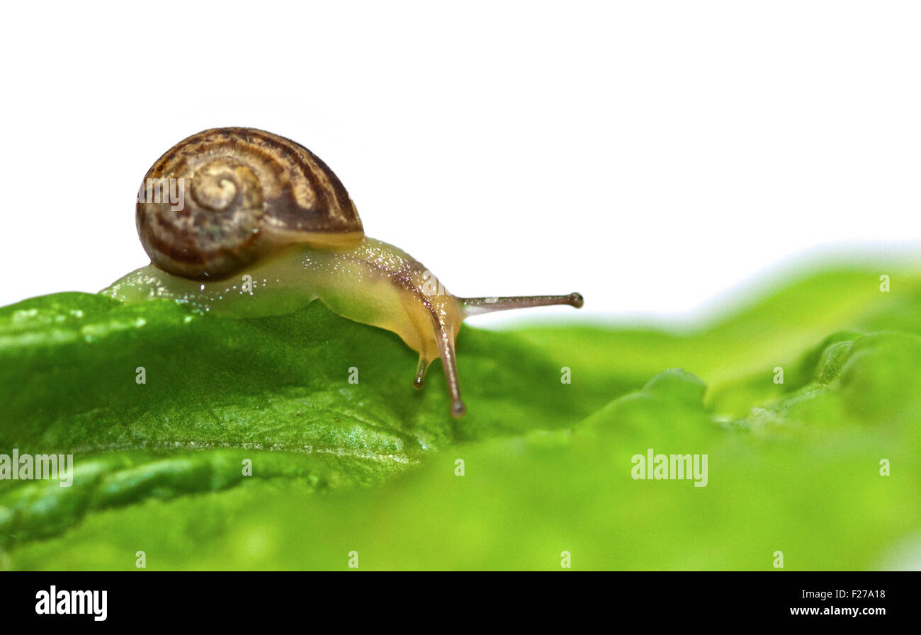 Baby snail hi-res stock photography and images - Alamy