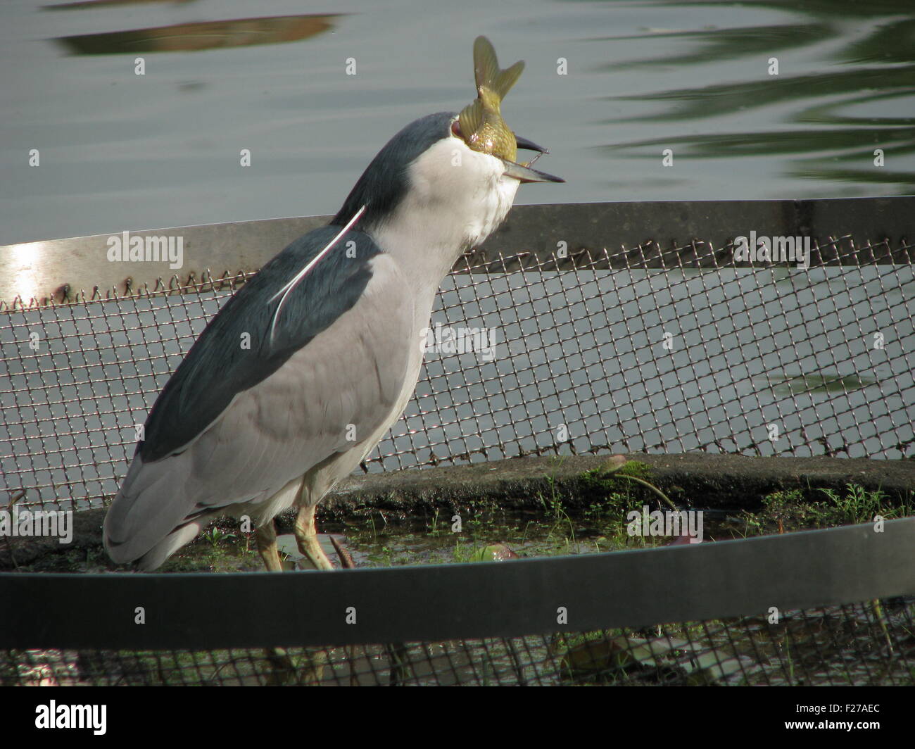 Big bird with fish hi-res stock photography and images - Alamy