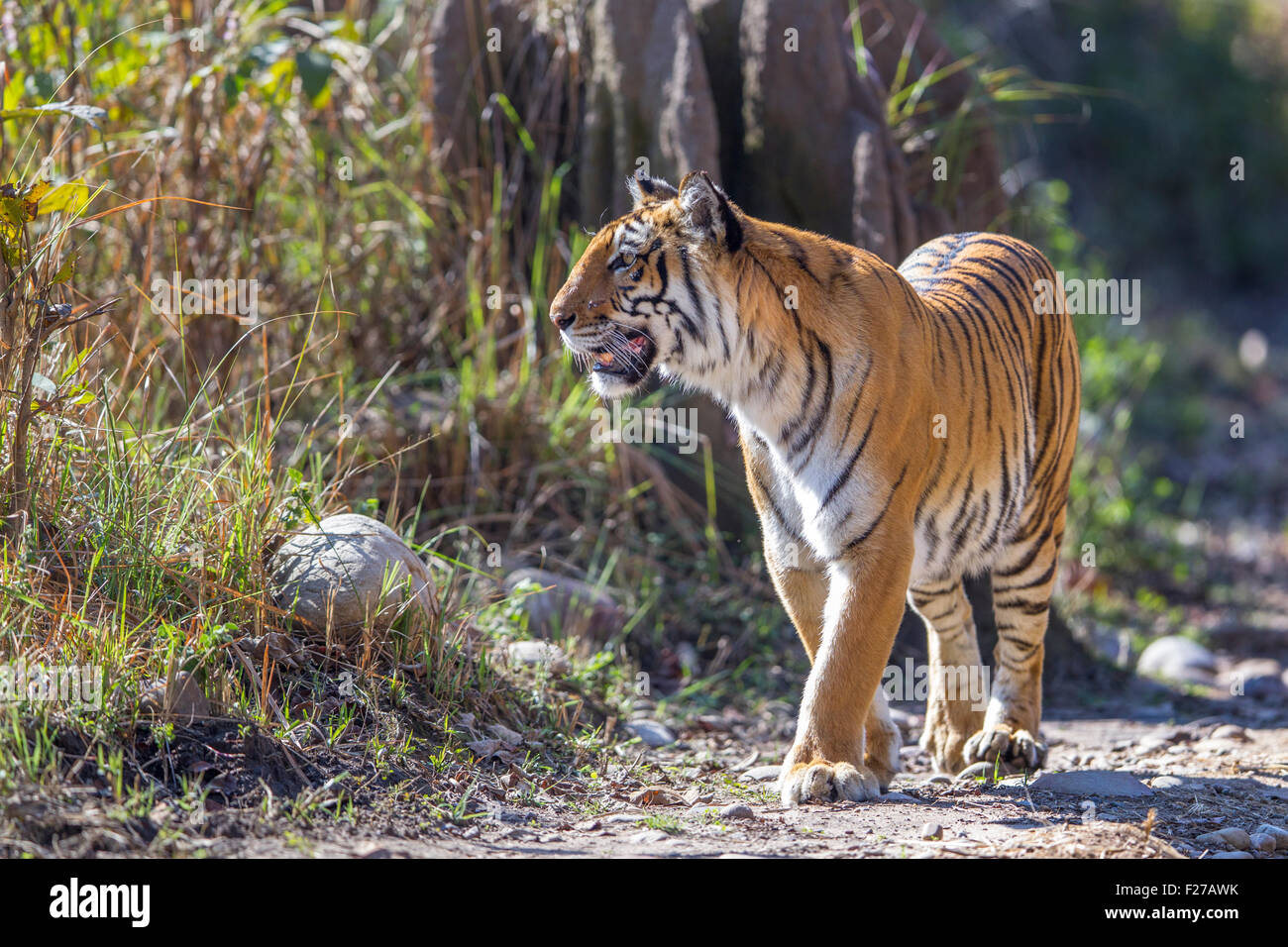Jim corbett national park tiger hi-res stock photography and images - Alamy