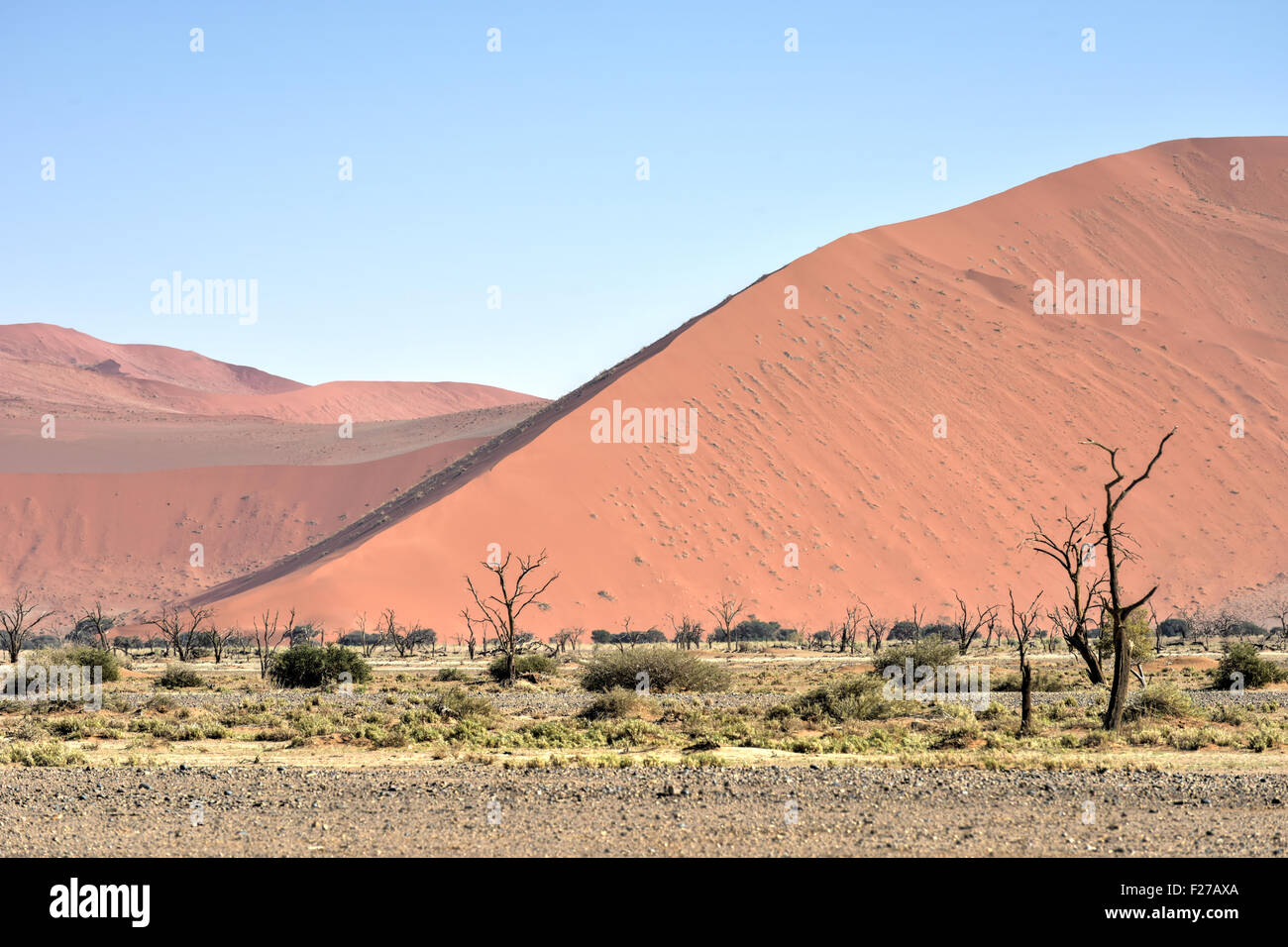 High red dunes, located in the Namib Desert, in the Namib-Naukluft ...