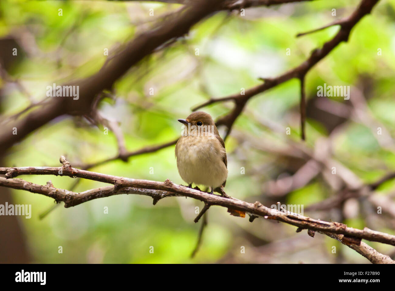 Black and orange flycatcher hi-res stock photography and images - Alamy