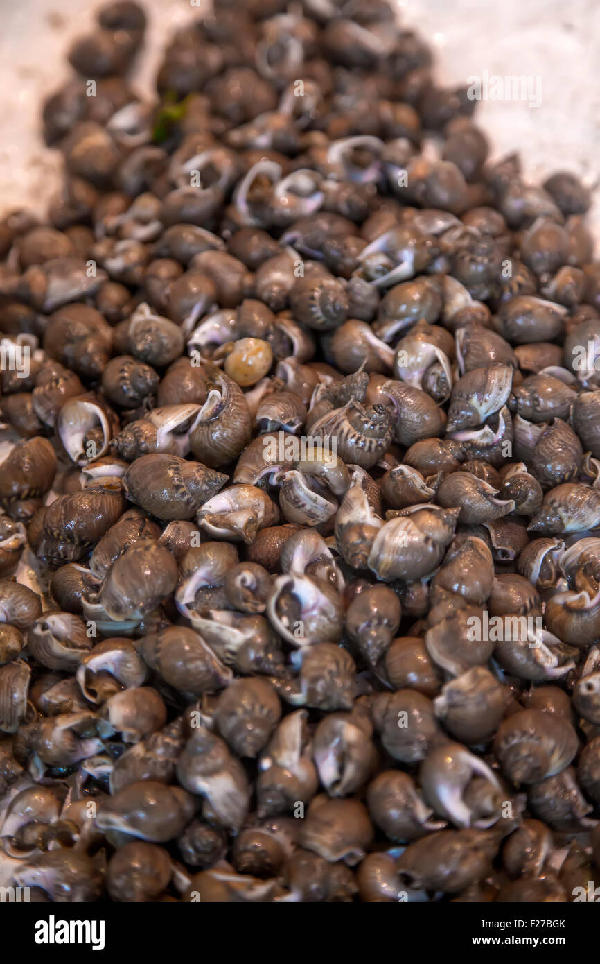 Snails italy hi-res stock photography and images - Alamy