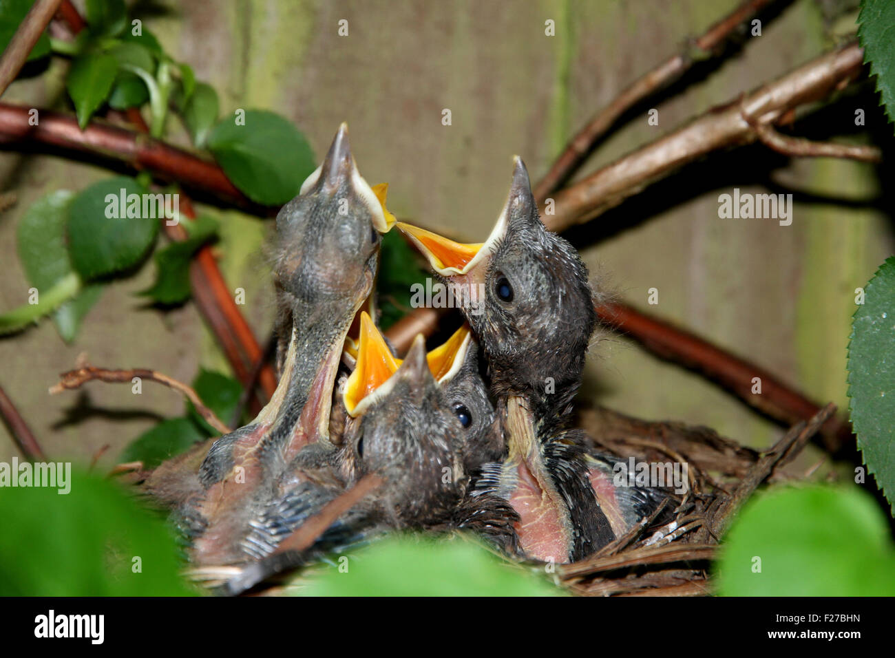 Blackbird Chicks High Resolution Stock Photography and Images - Alamy