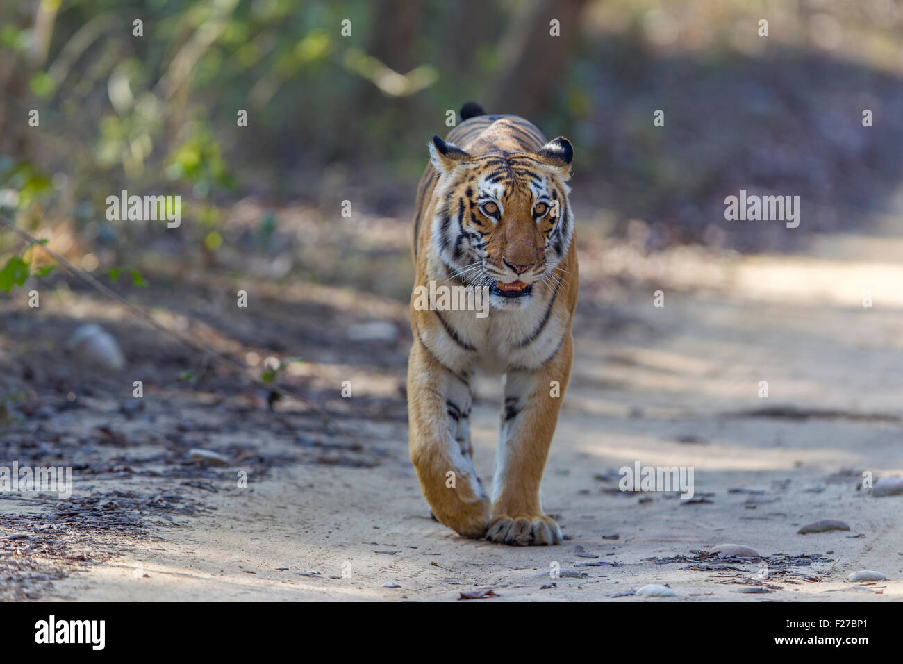 A Bengal Tigress prowling in the forest of Jim Corbett National Park ...