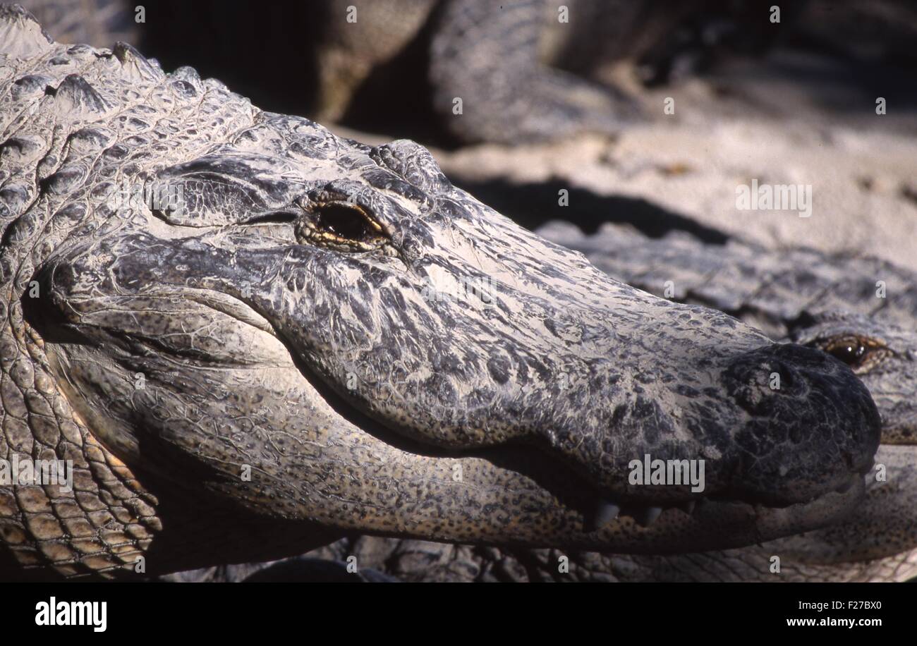 Prehistoric Alligator High Resolution Stock Photography and Images - Alamy