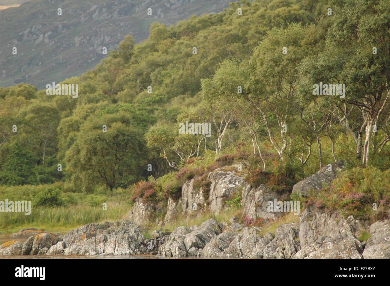Rocky shore west coast scotland hi-res stock photography and images - Alamy