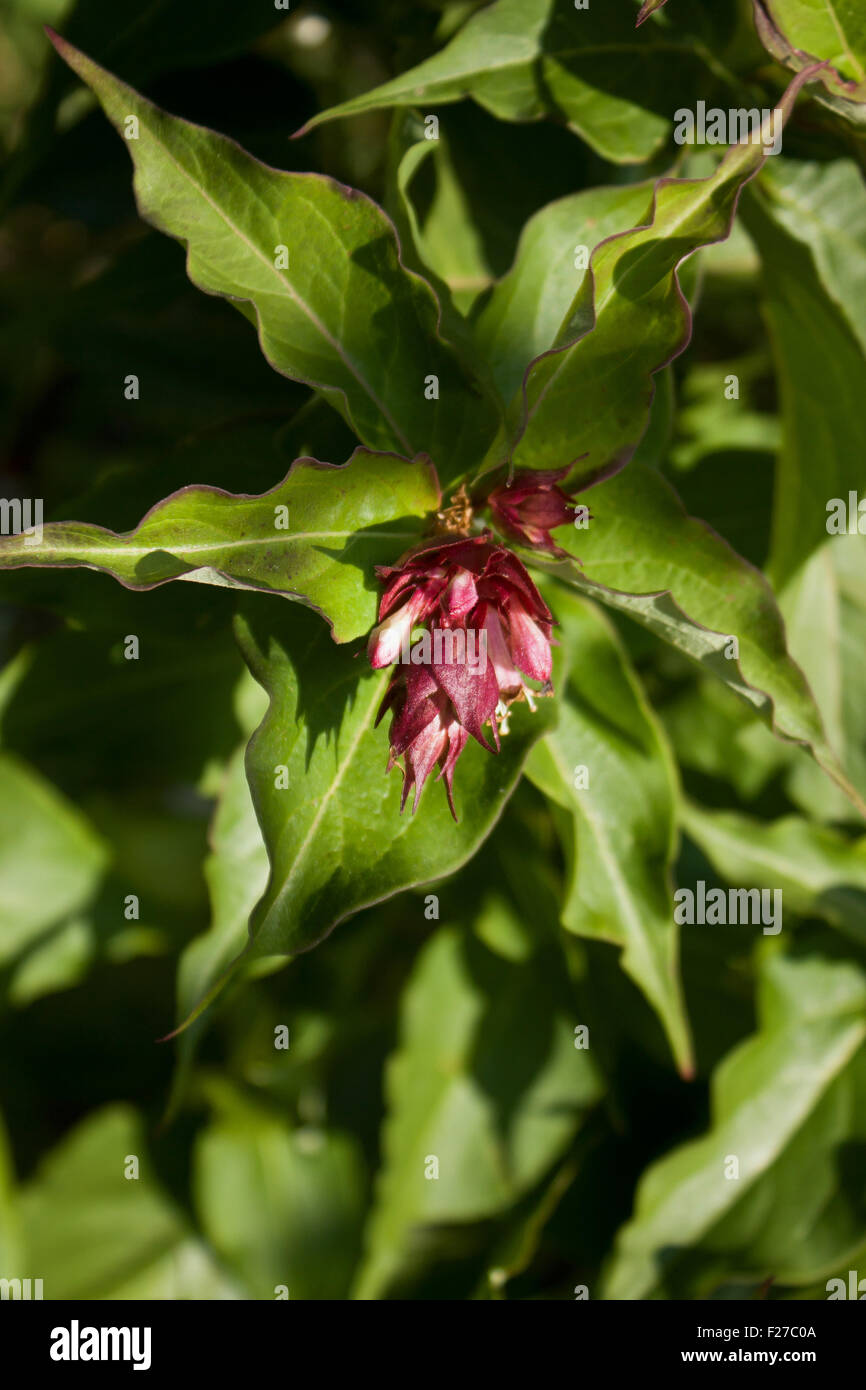 Leycesteria hi-res stock photography and images - Alamy