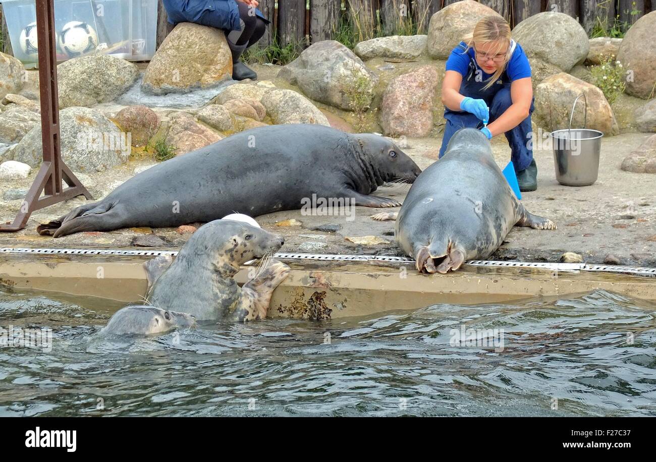 Hel, Poland 13th, September 2015 Feeding and medical examination of ...