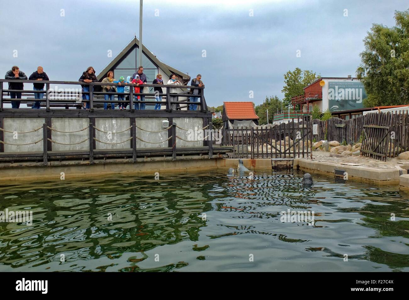 Hel, Poland 13th, September 2015 Feeding and medical examination of ...