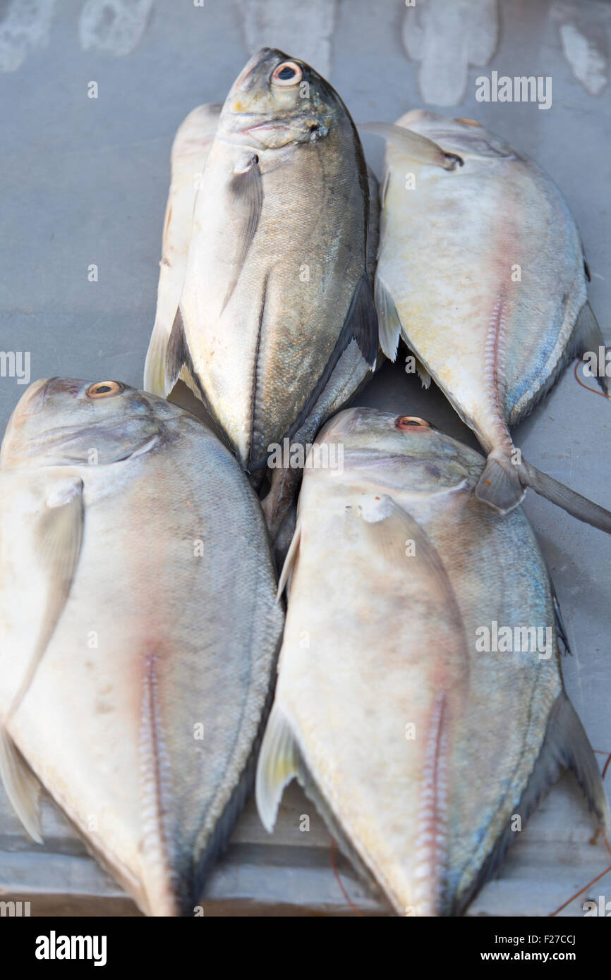 Closeup of seafood eye hi-res stock photography and images - Alamy