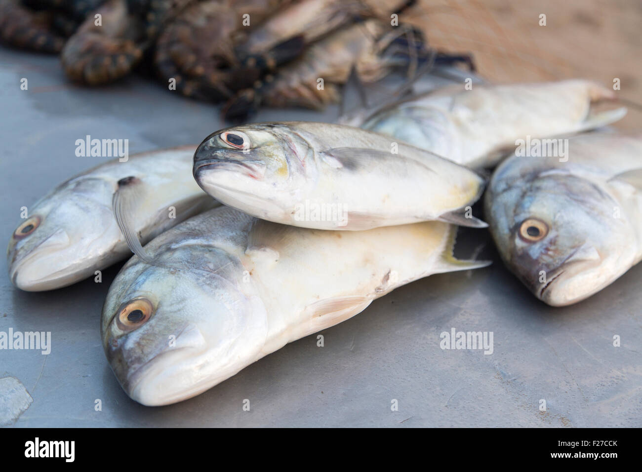Closeup of seafood eye hi-res stock photography and images - Alamy