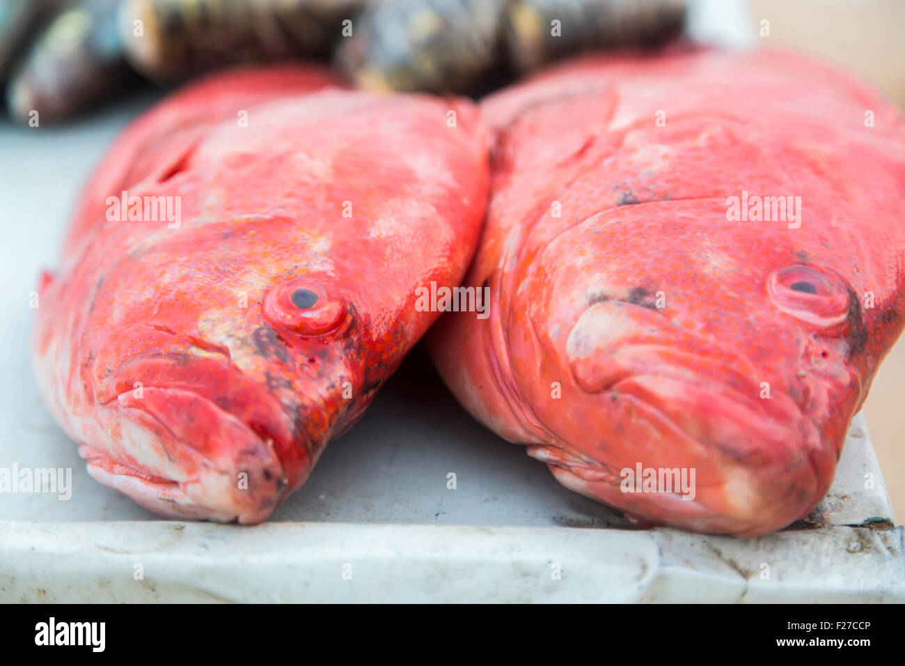 Closeup of seafood eye hi-res stock photography and images - Alamy