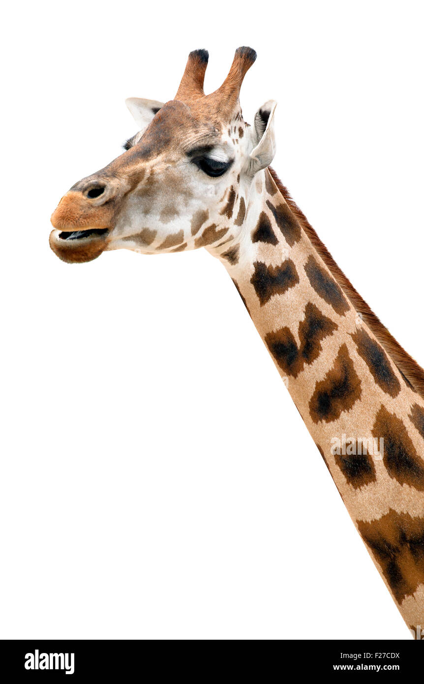 An isolated photo of a giraffe's neck and head Stock Photo - Alamy