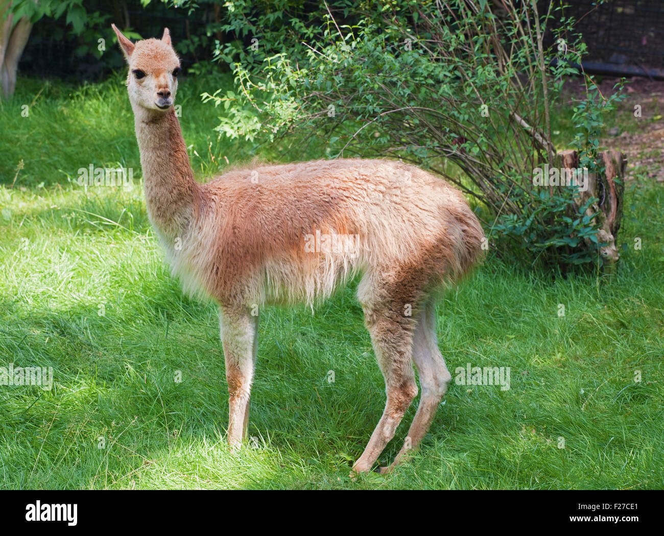 Young guanaco in profile in a zoo Stock Photo - Alamy