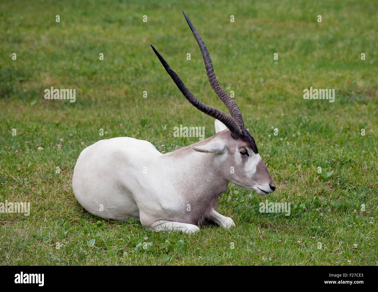 Long horned goat hi-res stock photography and images - Alamy