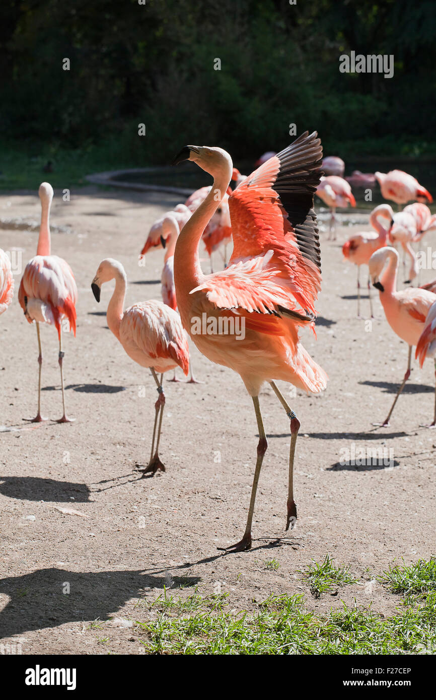 Red flamingo in a zoo fluttering its wings Stock Photo - Alamy