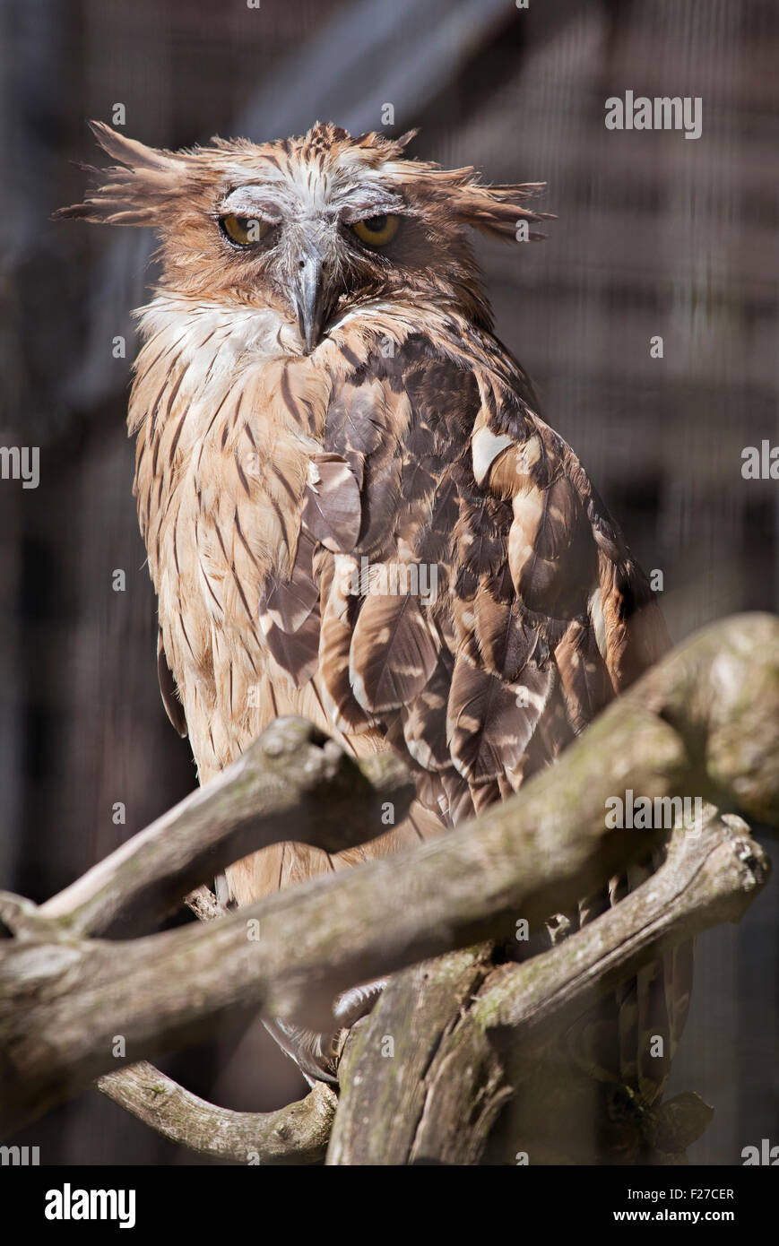 Buffy fish owl (Ketupa ketupu) in a zoo Stock Photo - Alamy