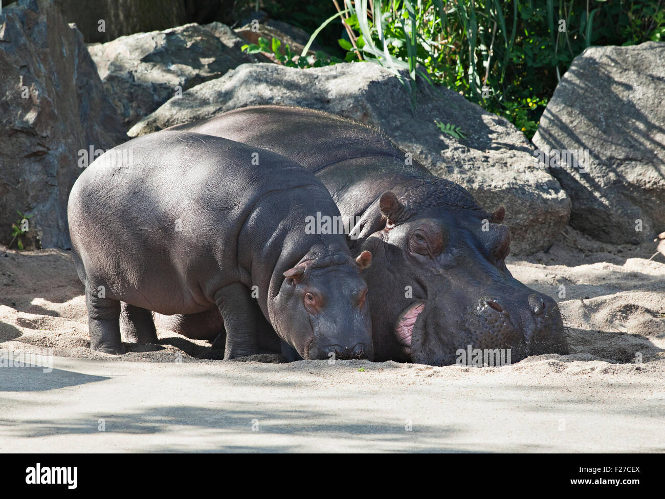 Two hippos, mother and child in a zoo Stock Photo - Alamy