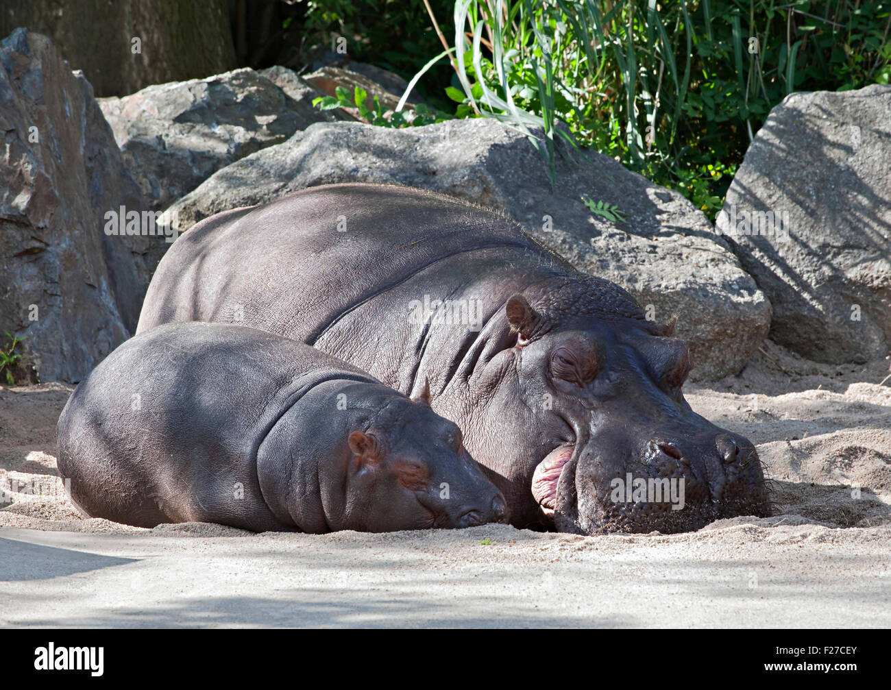 Two hippos, mother and child in a zoo Stock Photo - Alamy