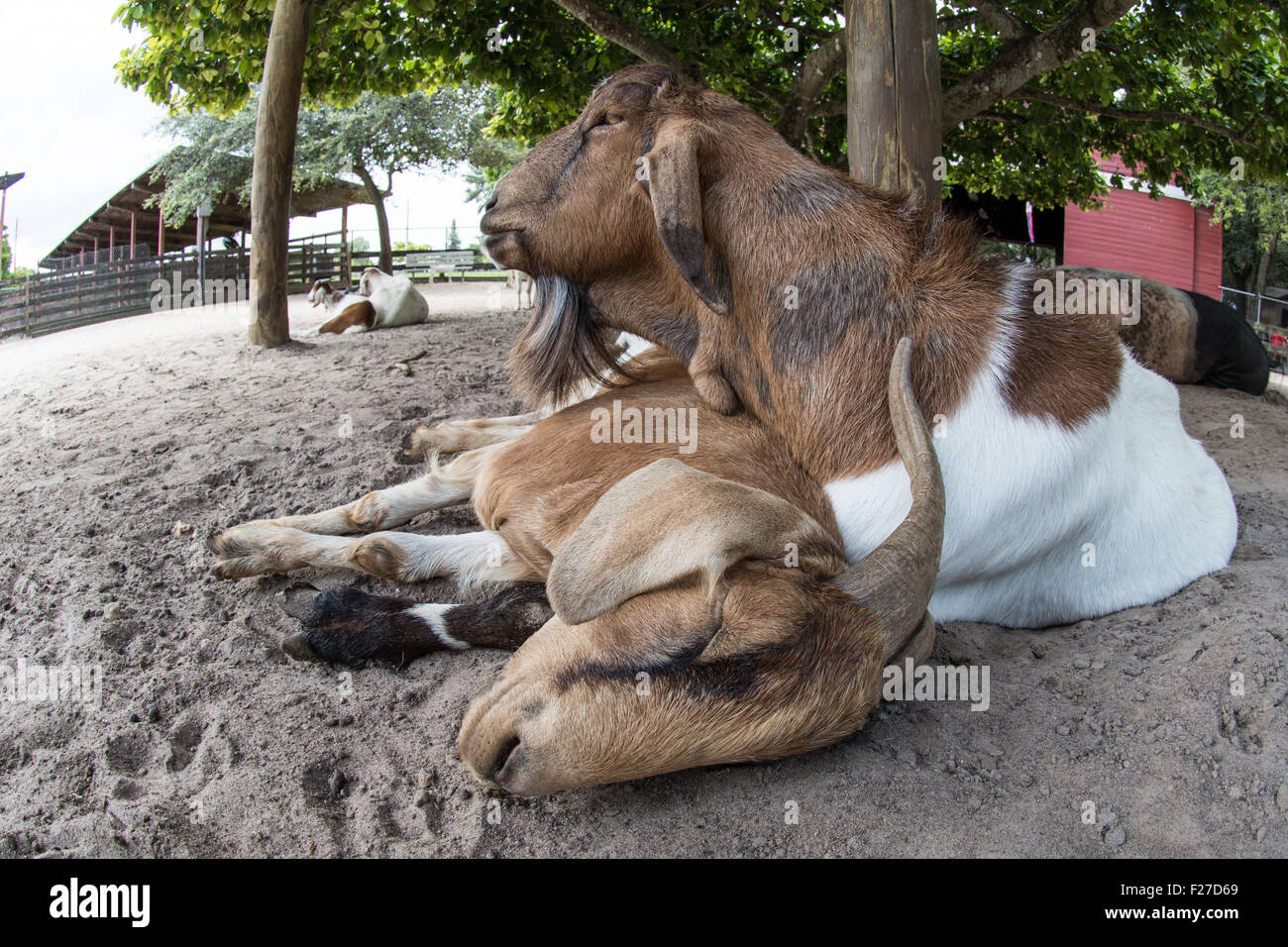 Cuddling Goats
