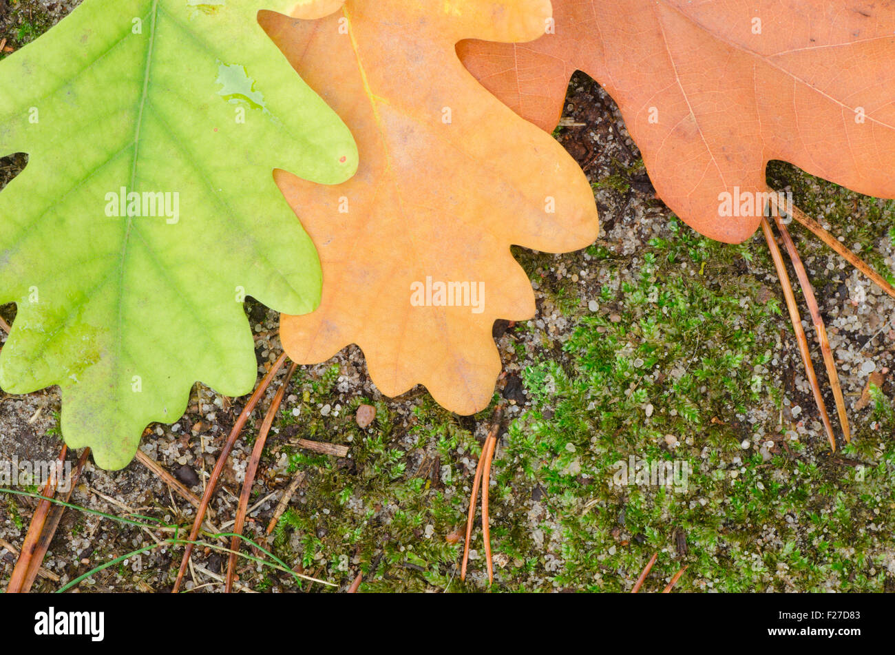 oak colorful fall leaves on ground Stock Photo - Alamy