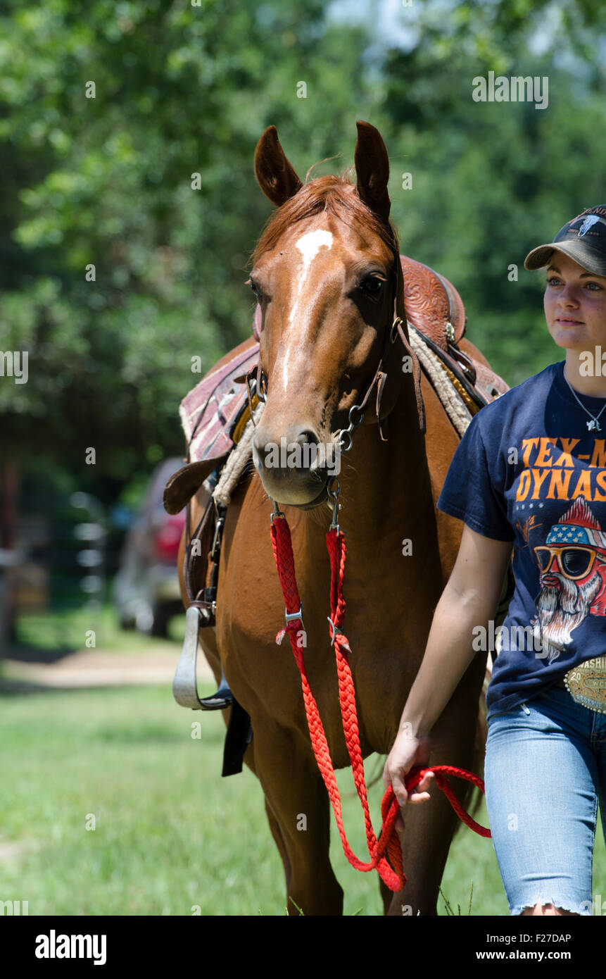 handler leading horse walking on grass with green trees in background ...