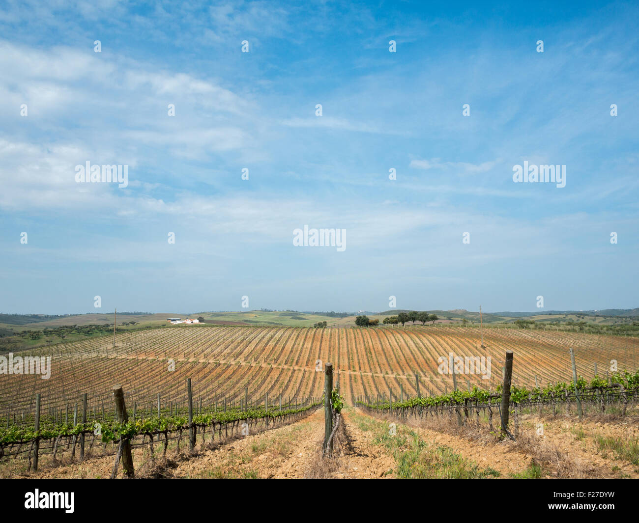 Alentejo plains lines with vineyards Stock Photo - Alamy