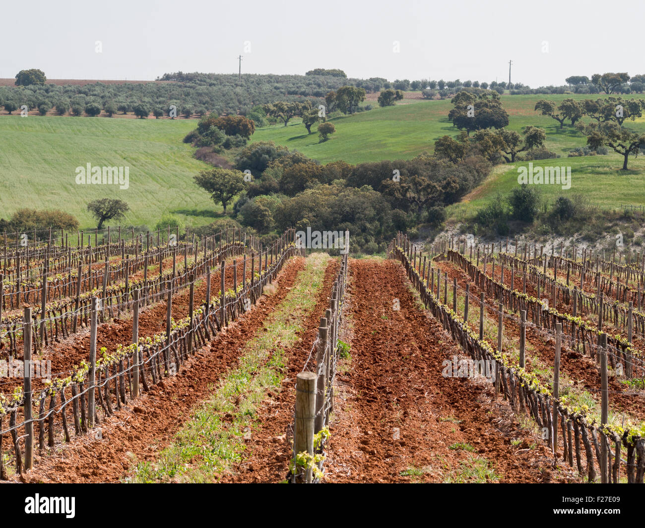 Vineyards and hills of Alentejo landscape Stock Photo - Alamy