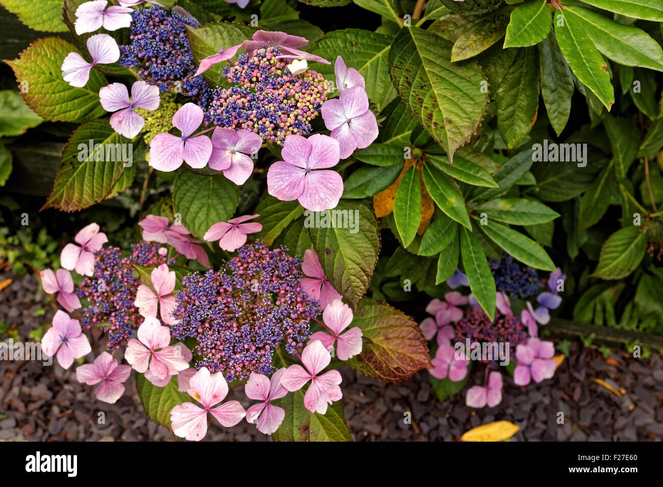 Lacecap Hydrangea ( hydrangea macrophylla normalis Stock Photo - Alamy