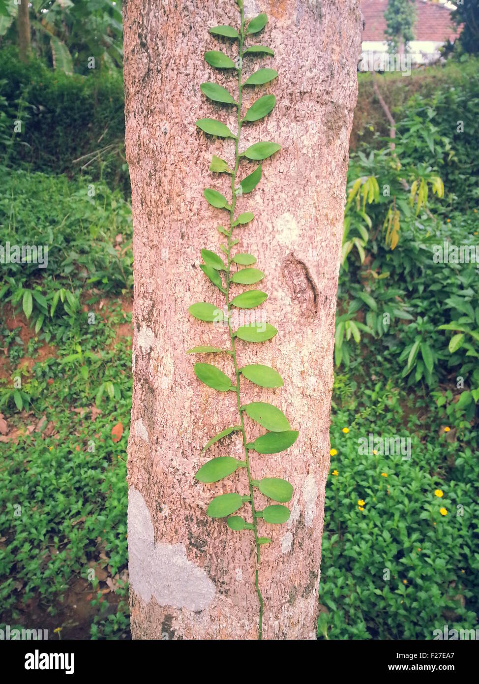 Tree Creeper Plant Stock Photos & Tree Creeper Plant Stock Images - Alamy