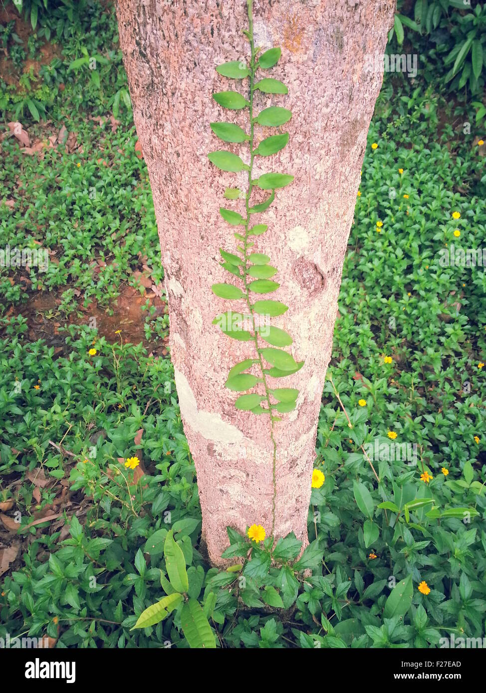 Tree Creeper Plant Stock Photos & Tree Creeper Plant Stock Images - Alamy