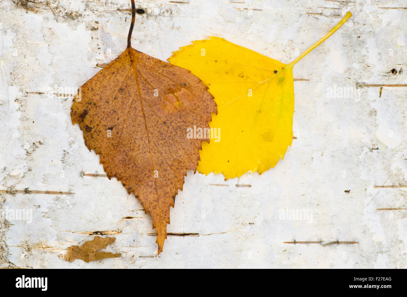 birch fall leaves on white bark background Stock Photo - Alamy