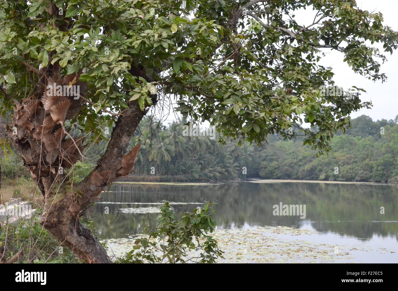 Beautiful lake surrounded by greenery in Karkala, Mangalore, Karnataka ...