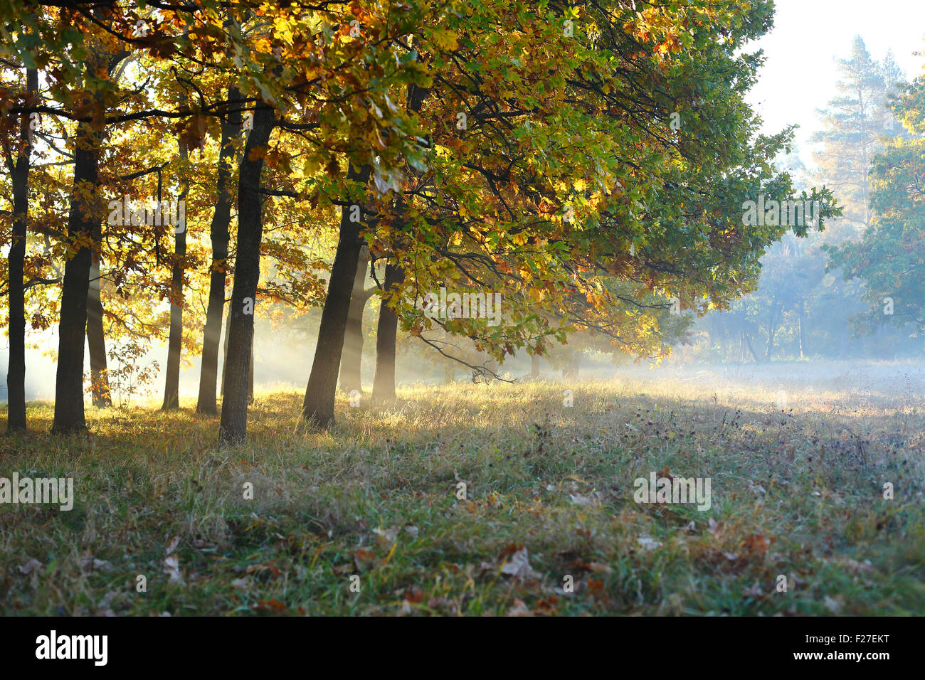 Sunlight trees lawn hi-res stock photography and images - Alamy