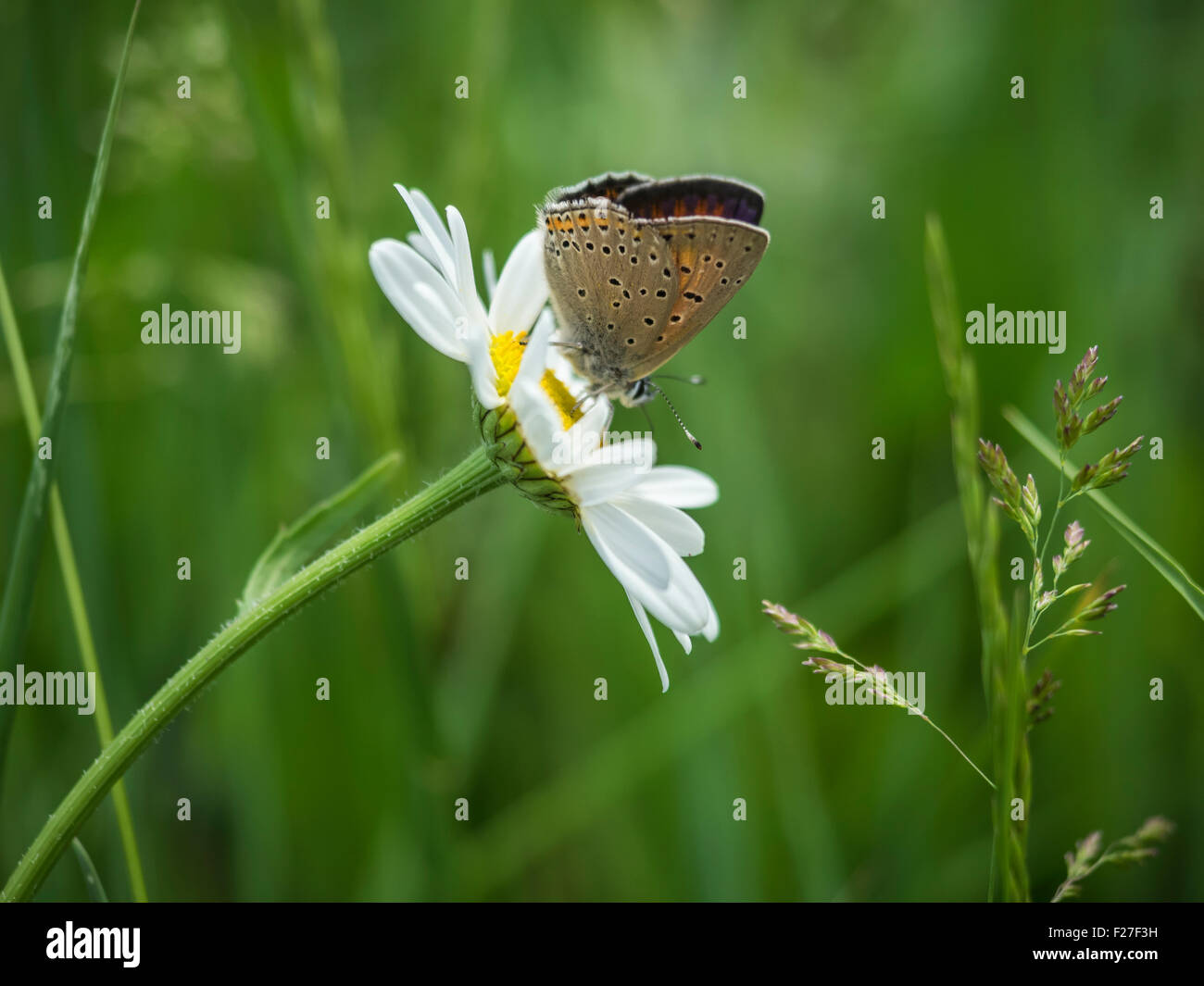 Brown Argus butterfly on daisy flower Stock Photo - Alamy